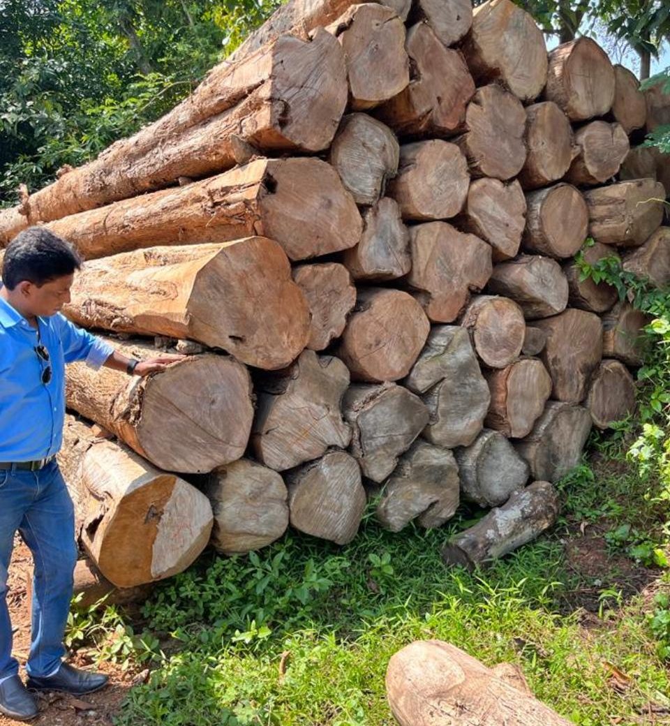 Seema Timber